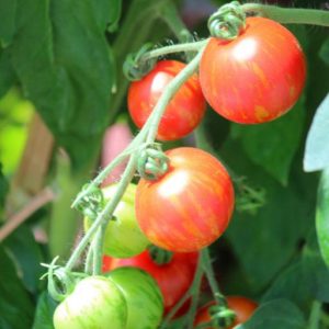 Growing Patio Tomato Plants | An Ultimate Guide for 2023